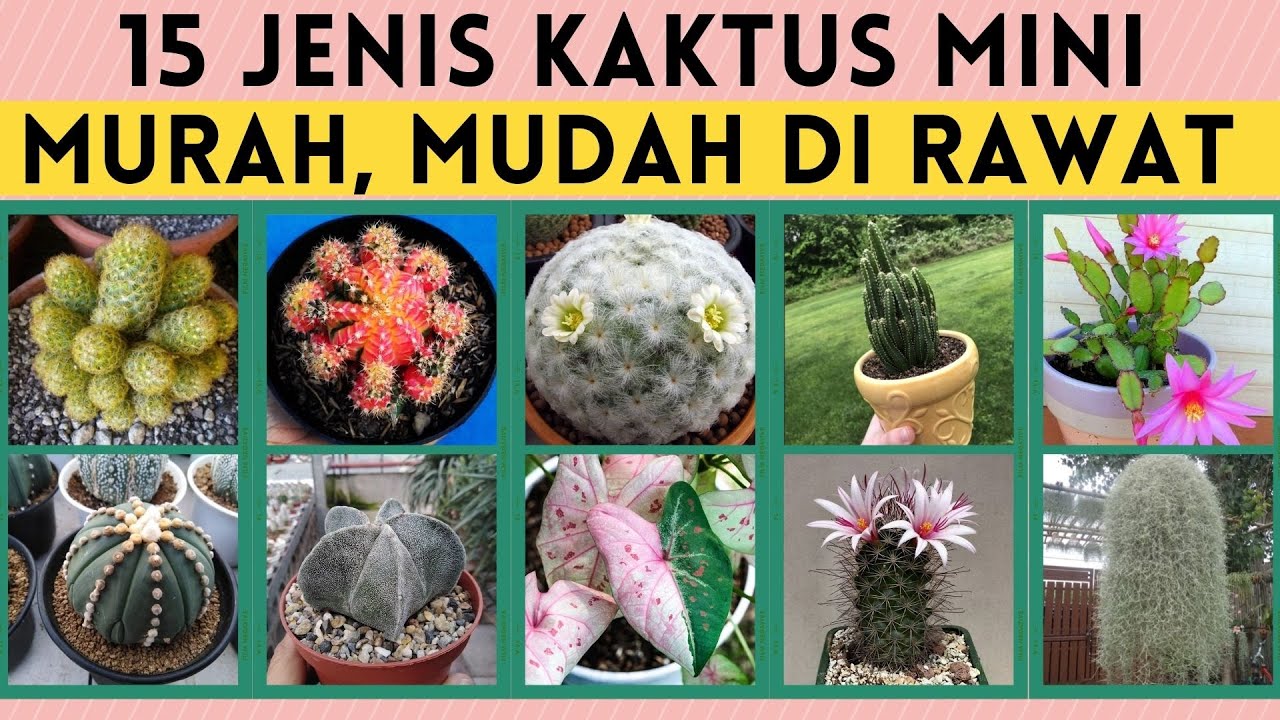 15 Jenis Kaktus Mini yang Mudah Dirawat, Jenis Jenis Kaktus Mini ...