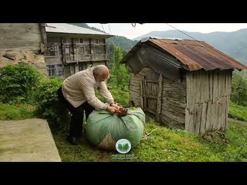 RİZE ÇAYELİ YEŞİLTEPE KÖYÜ ÇAY BELGESELİ