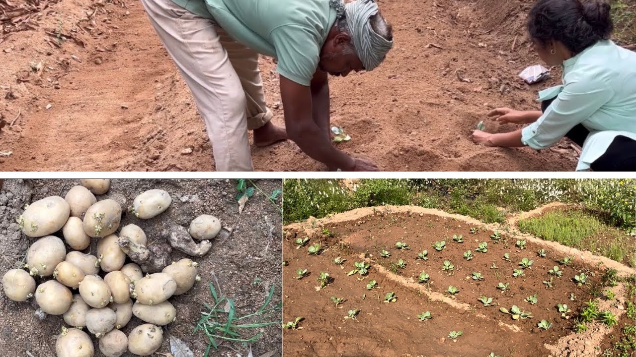 Spent a day with family at farm || Cabbage, potato and sapota ...