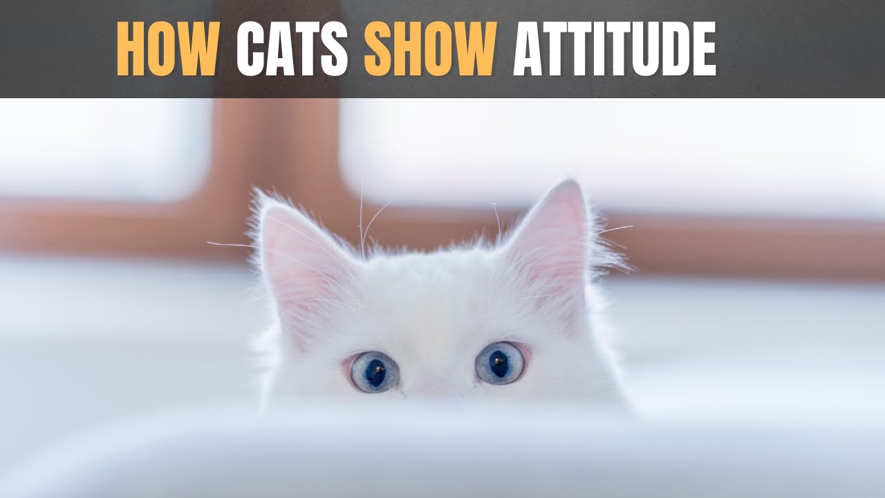 Decoding Cat Attitudes: What Your Cat's Behavior Really Means!" - YouTube