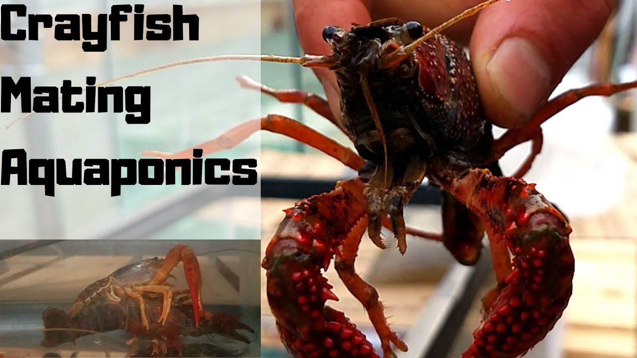 Crayfish mating - Crayfish for aquaponics part 2 - (hybrid aquaponic ...