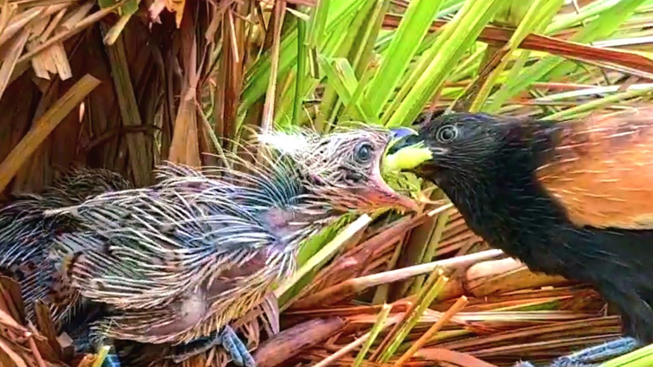 Begini cara makan anak bubut alang alang bila sudah beranjak dewasa ...