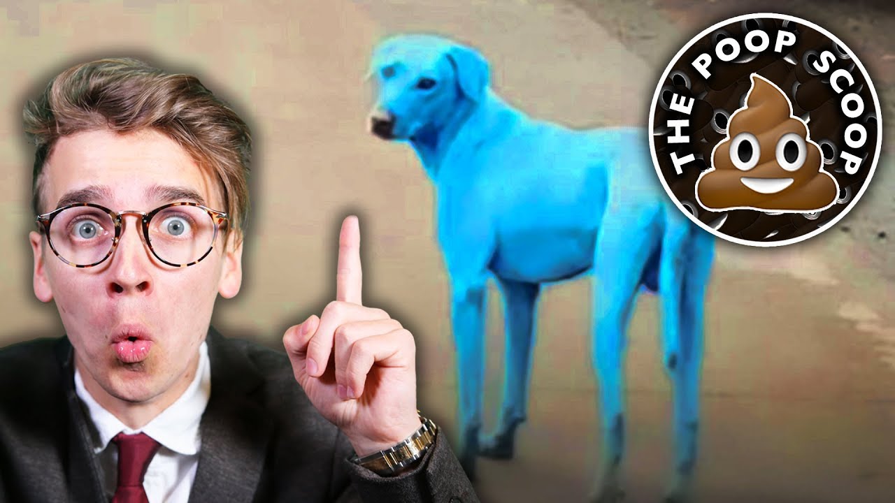 BLUE DOGS?! how and why? Poop Scoop #16 - YouTube