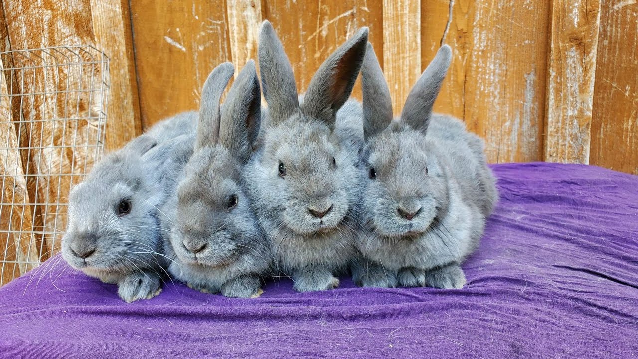 Cute Baby Rabbits Playing,Feeding Activities | Rabbit Bunny Eating ...