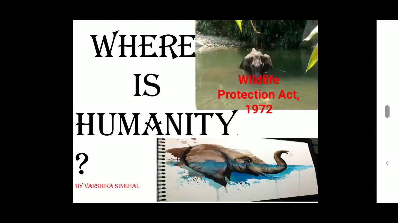 Animal protection and global protection index - YouTube