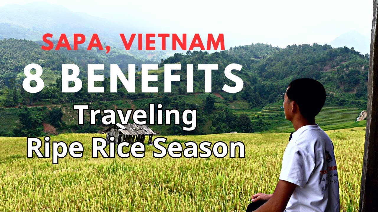 Sapa Ripe Rice Season: 8 Benefits of a Memorable Trip - YouTube