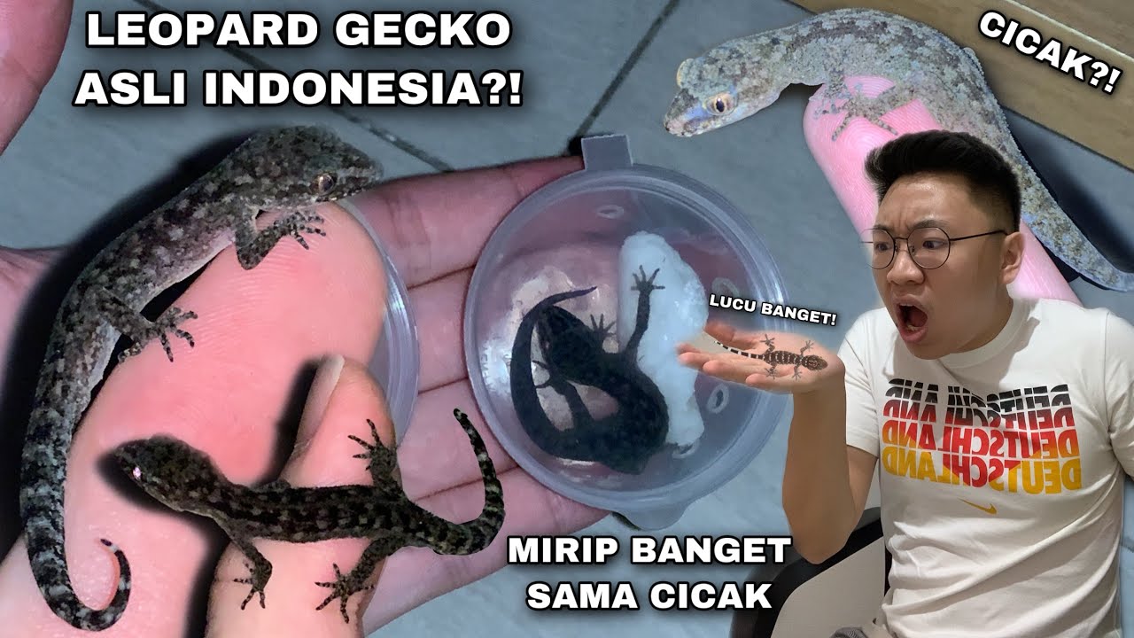 CICAK INI BUKAN SEMBARANG CICAK! KARAKTERNYA JINAK BANGET DAN MIRIP ...