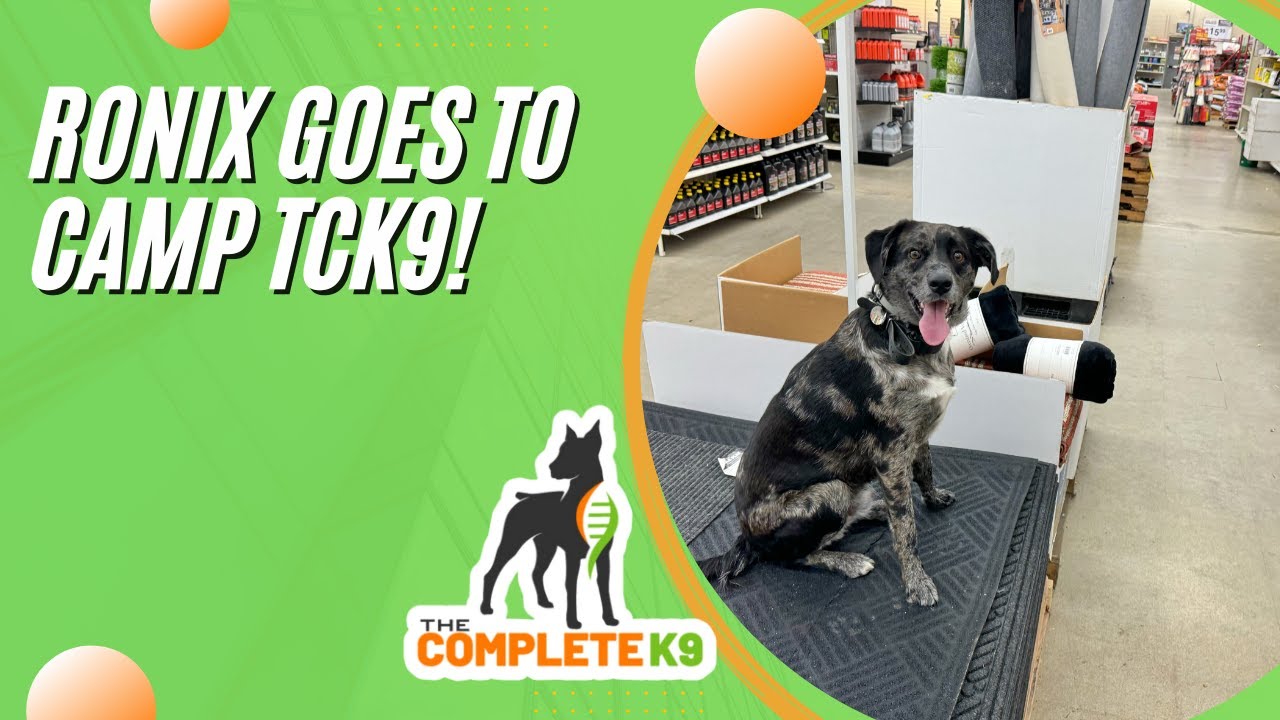 The Complete K9 - Year Old Border Collie Mix Goes to Camp TCK9! - YouTube
