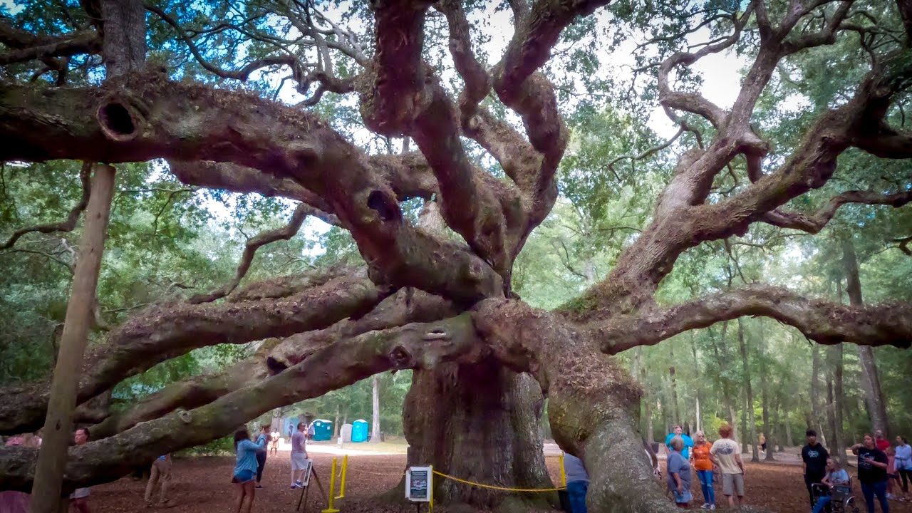 Great Motorcycle ride out to the 450 year old “Angel Oak Tree” on Johns ...