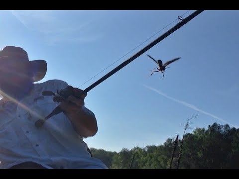 Wasp Attack! - YouTube
