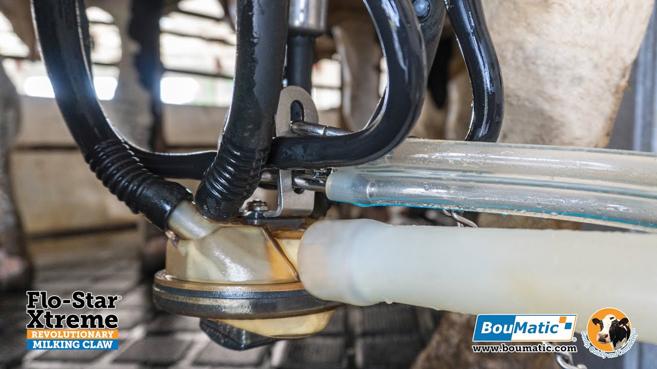 Flo-Star Xtreme, Milking Claw (English) - YouTube