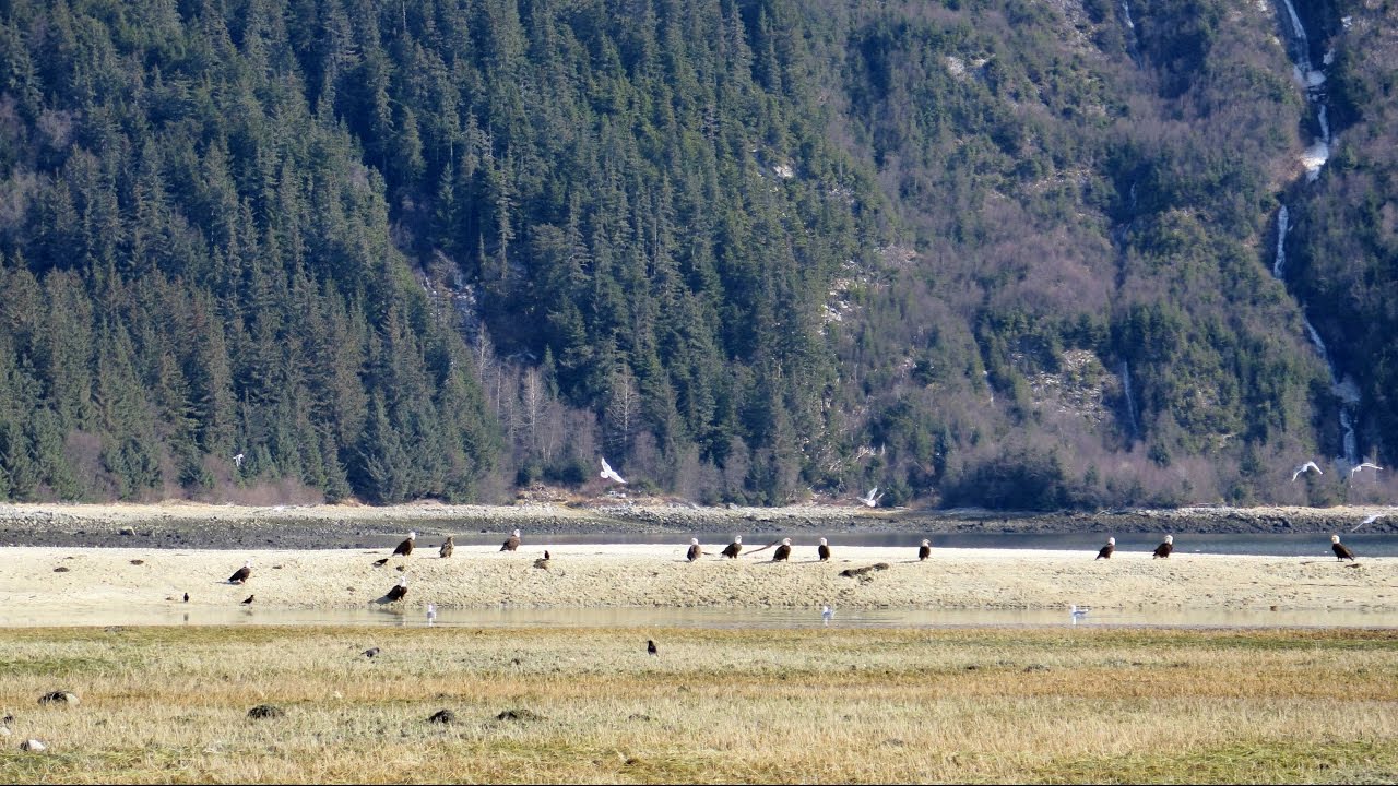 Lutak inlet at low tide in Haines, Alaska just breathtaking with a 360 ...