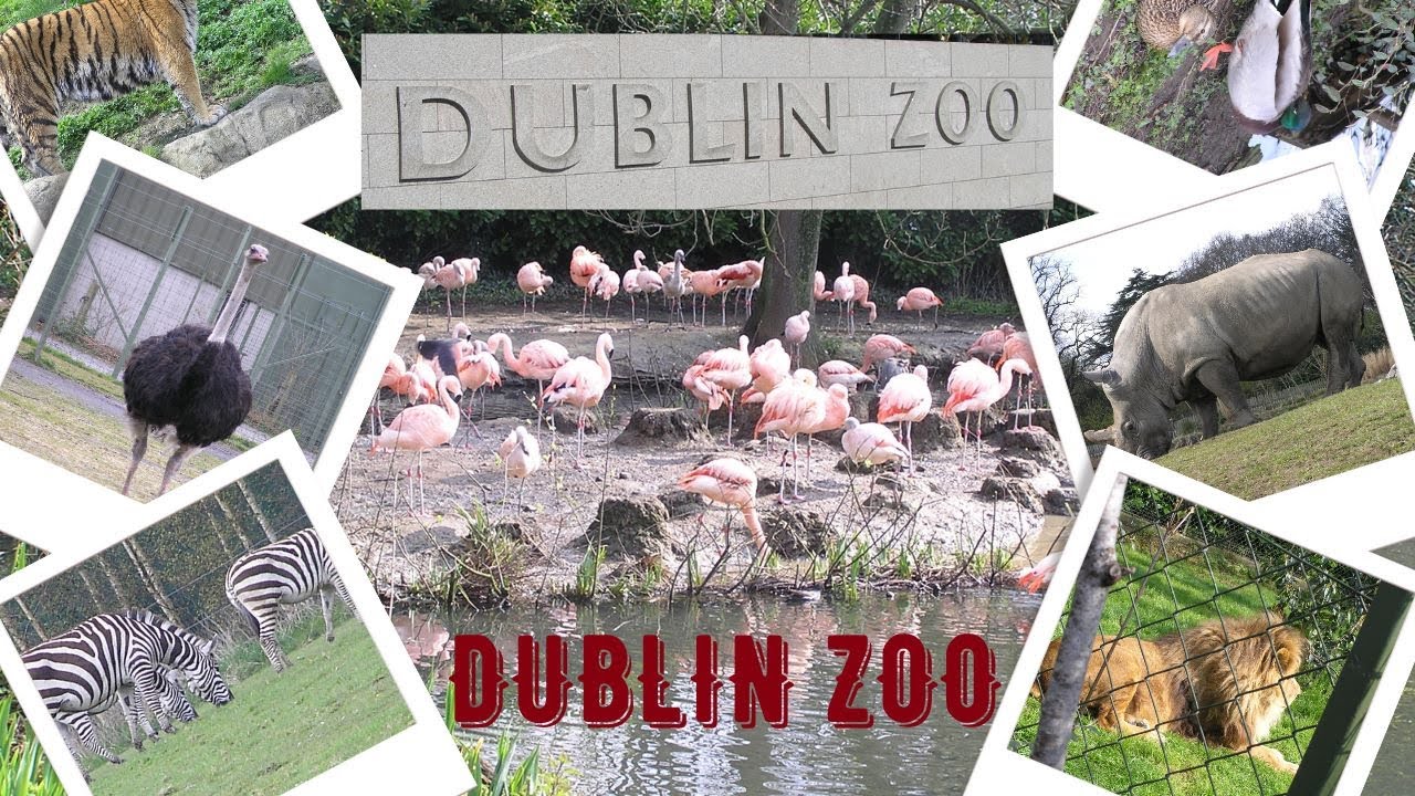 Dublin Zoo Walk through | Dublin Zoo Ireland | Zoo | Tourist Spot | Zoo ...