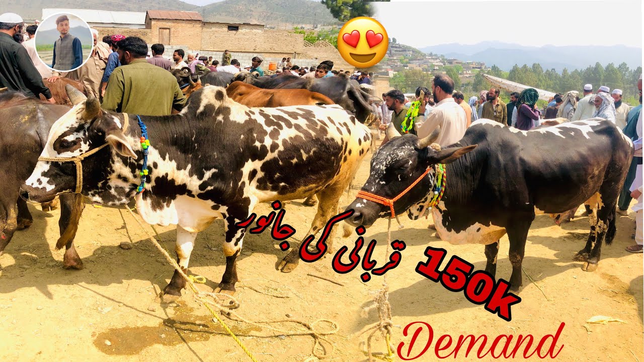 Maweshi Mandi swat update 2025 |cattle price |wadan khan vlog - YouTube