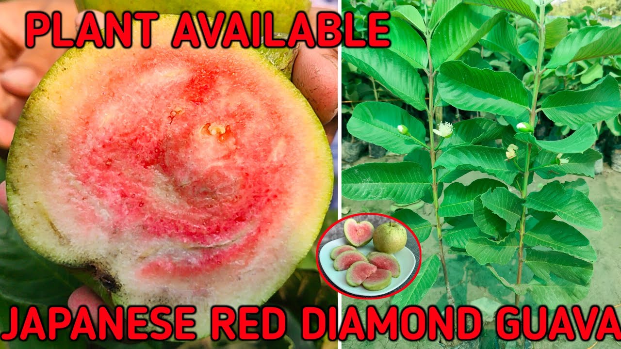 Red Diamond guava plant what is The ) Full Information Japanese Red ...
