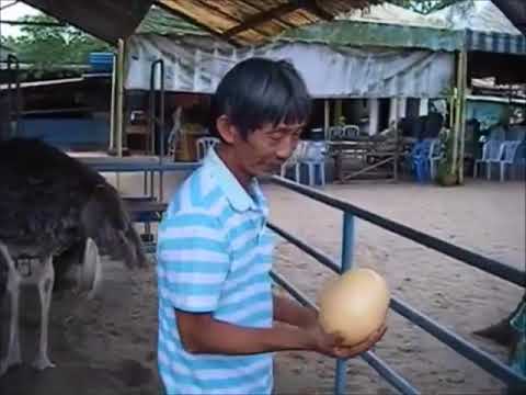 Deve Kuşu Yumurtlama Anı Ostrich Spawning Memories