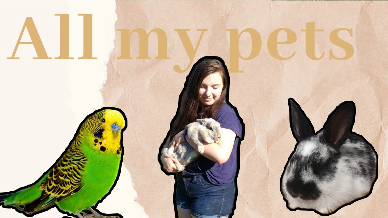 All my pets - YouTube