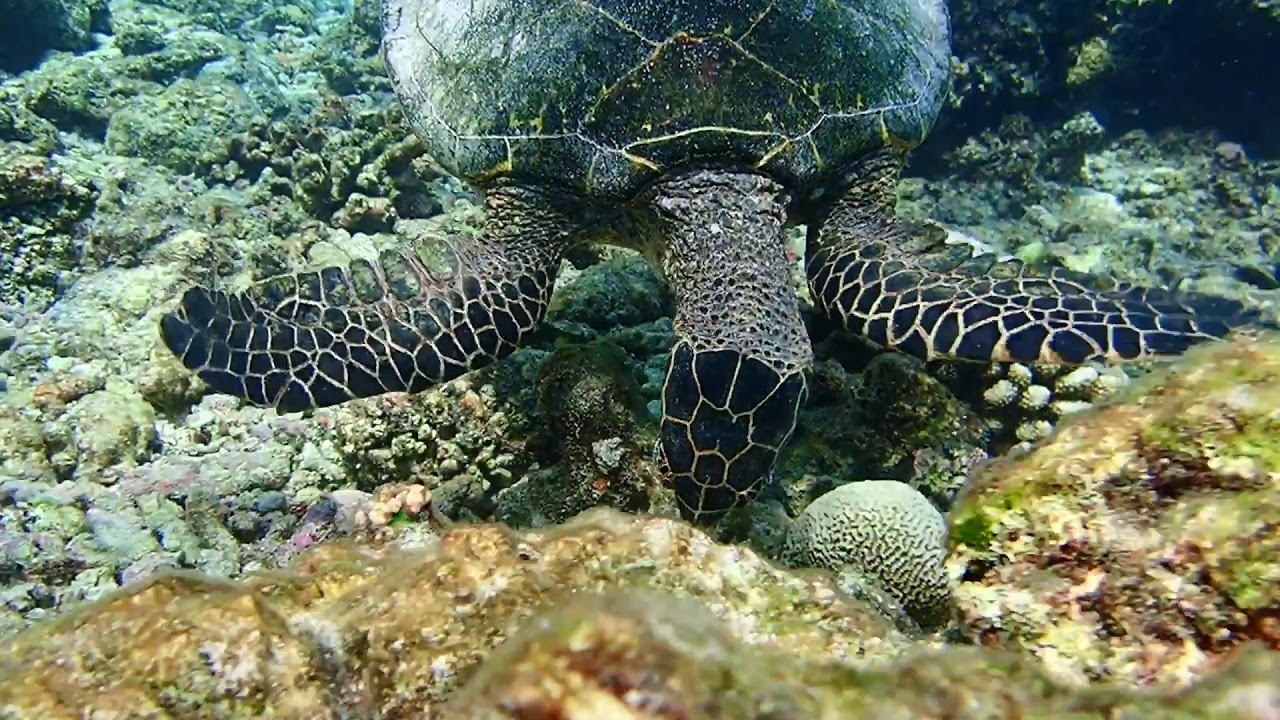 Hawksbill Turtle Foraging - YouTube
