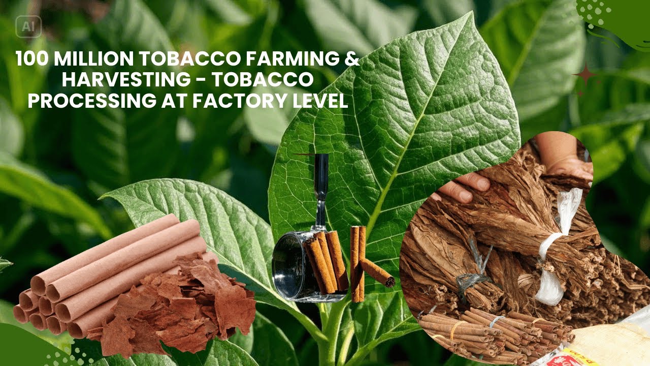 100 Million Tobacco Farming & Harvesting | Tobacco Processing at ...