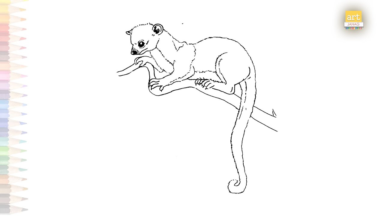 Kinkajou drawing | Rainforest mammals drawing | How to draw Kinkajou ...