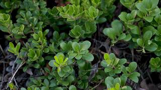 Arctostaphylos uva-ursi  - Bearberry