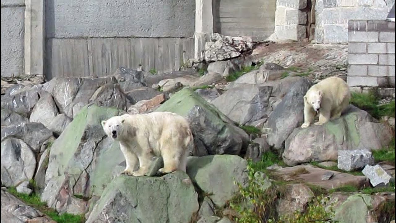 Polar Bears at the Ranua Zoo (Lapland, Finland) - YouTube