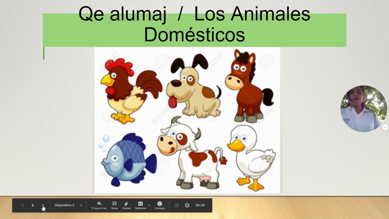 NÚMEROS ORDINALES / ANIMALES DOMÉSTICOS EN MAM - YouTube