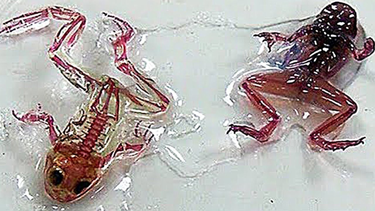 5 CRIATURAS CRIADAS POR CIENTISTAS LOUCOS! - YouTube