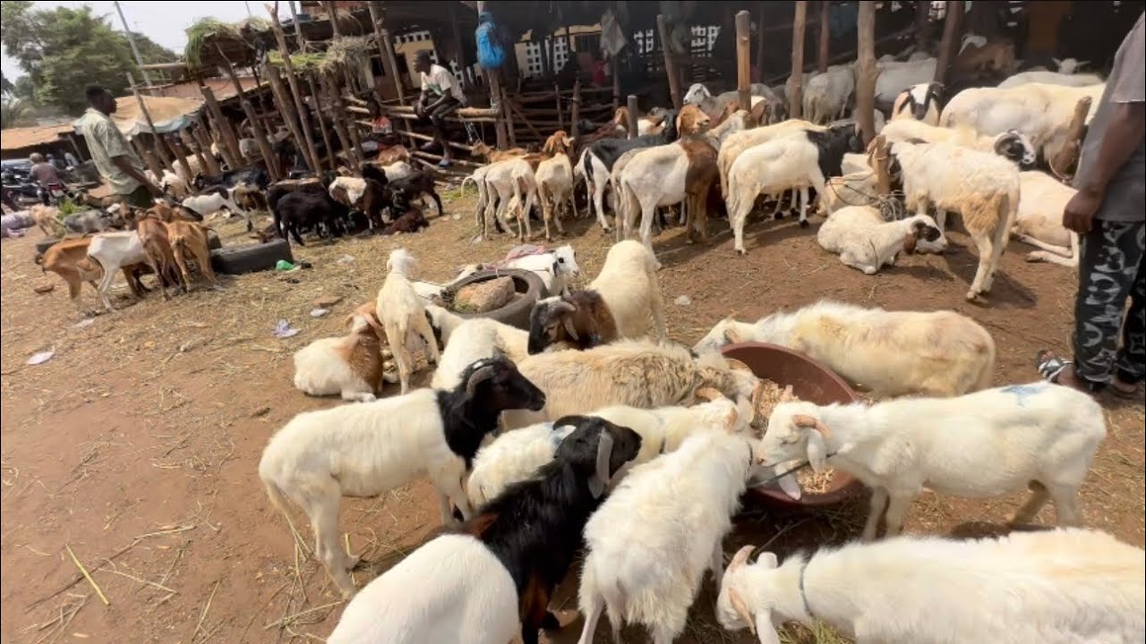 Live in “Egbosimé” marché de moutons-Lome-Togo (Lome’s famous Sheep ...