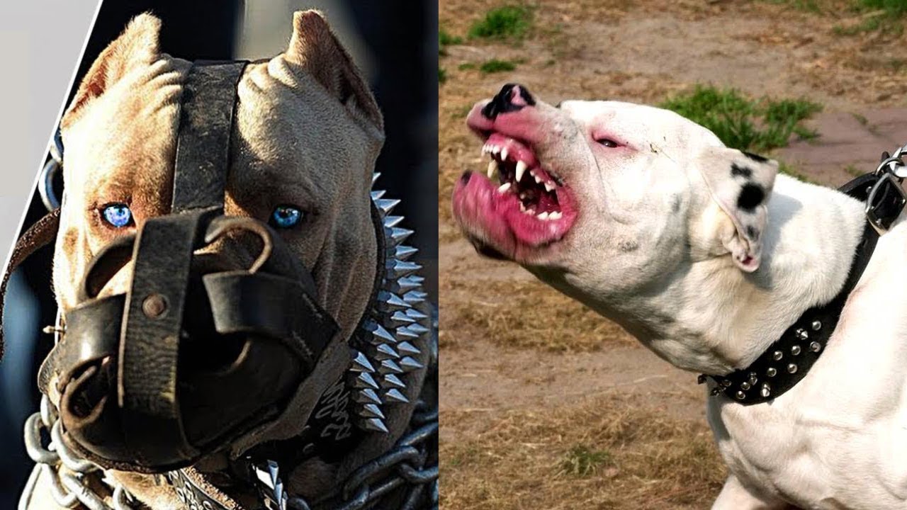 15 MOST POWERFUL DOGS IN THE WORLD - YouTube