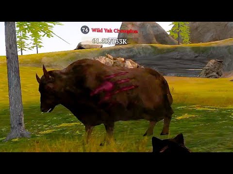 The Wolf - Wild Yak Champion 🏆 - YouTube