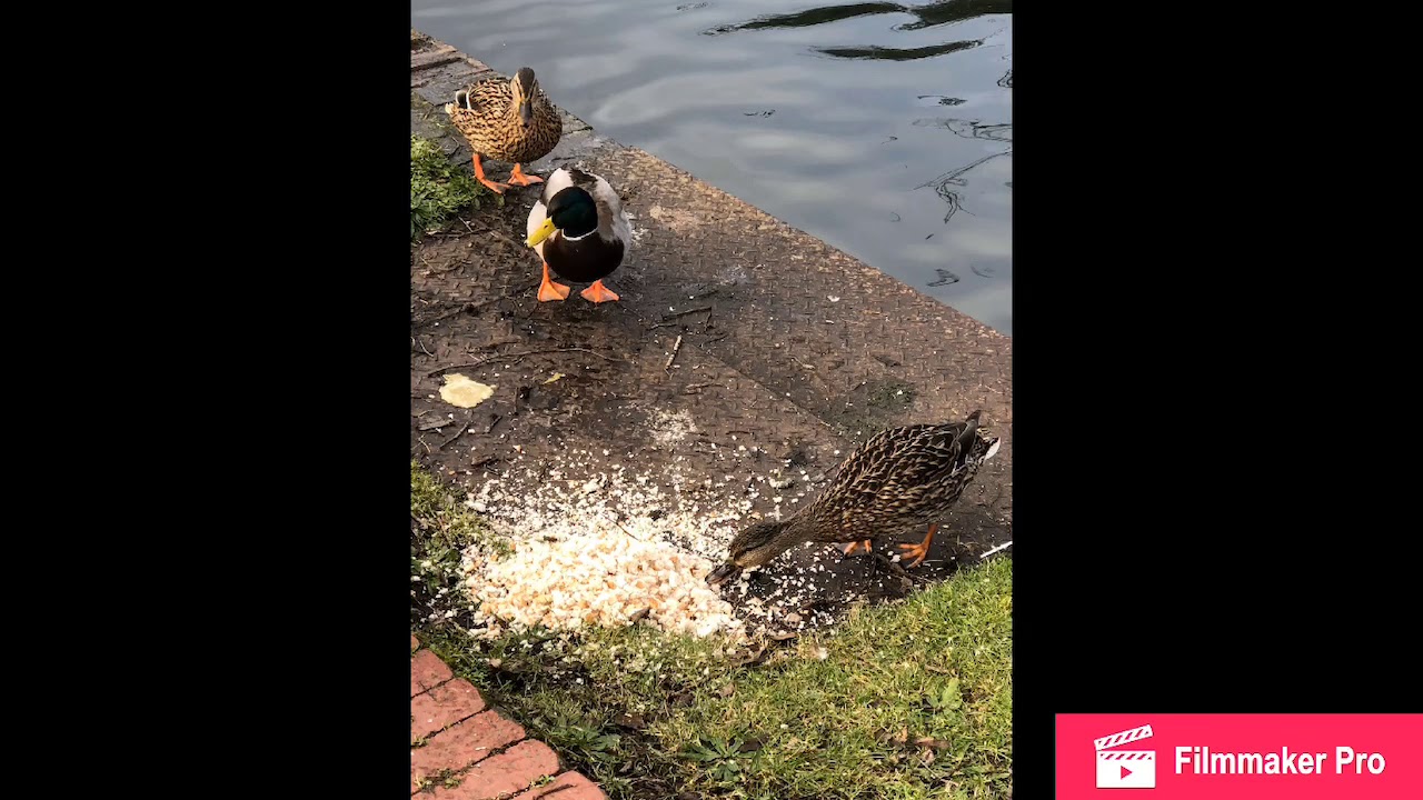 Duck 2020 part 3 - YouTube