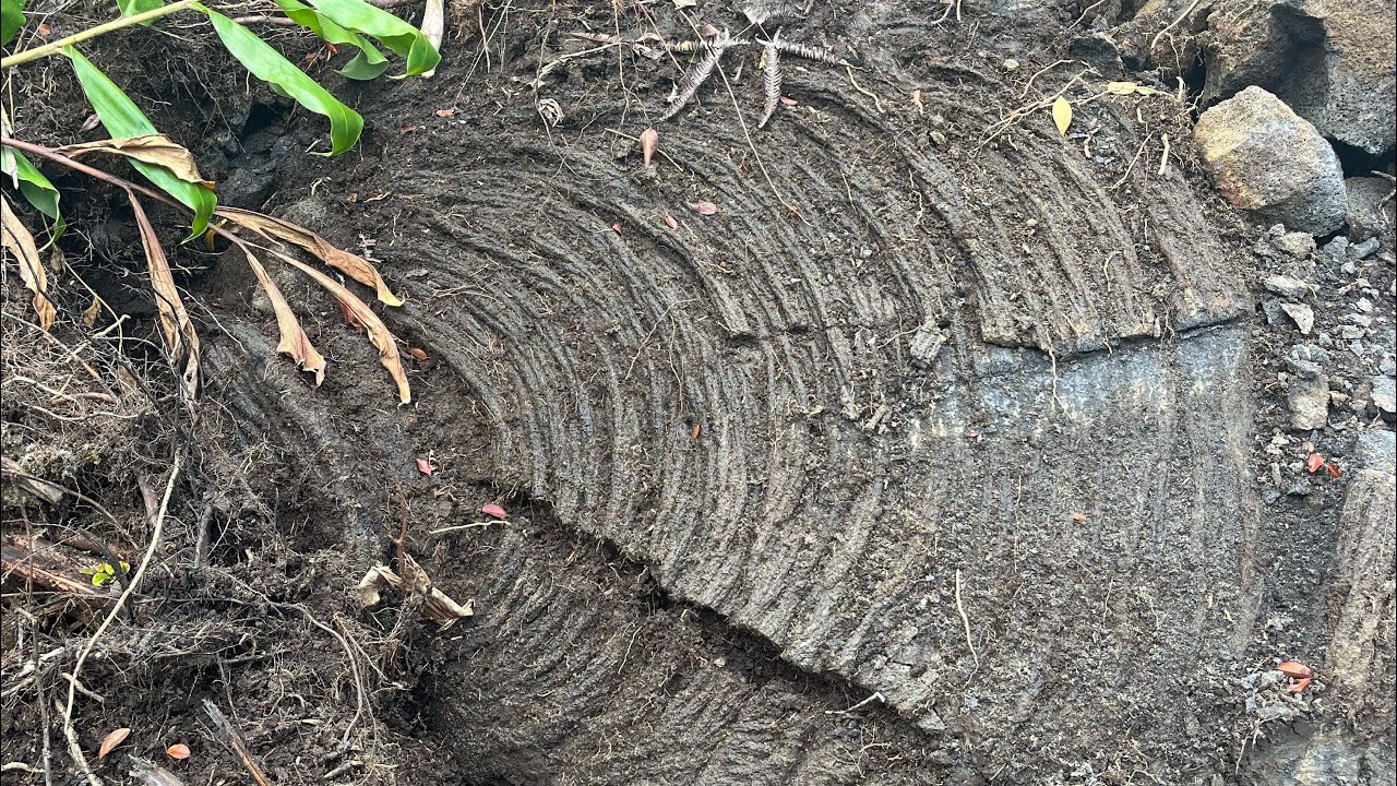 Coquis Black Screen for WHs - YouTube