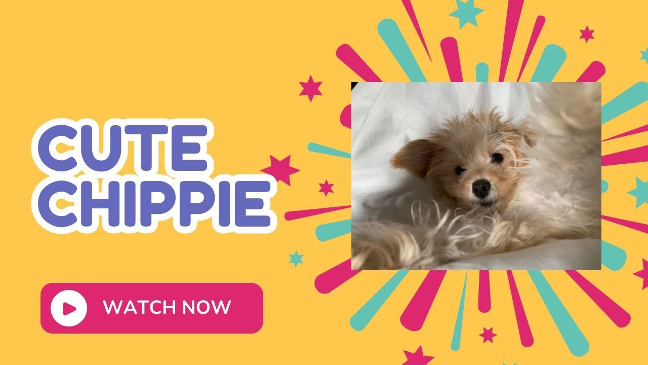 CUTENESS OVERLOAD!!! Chippie the Chipoo🤗 - YouTube