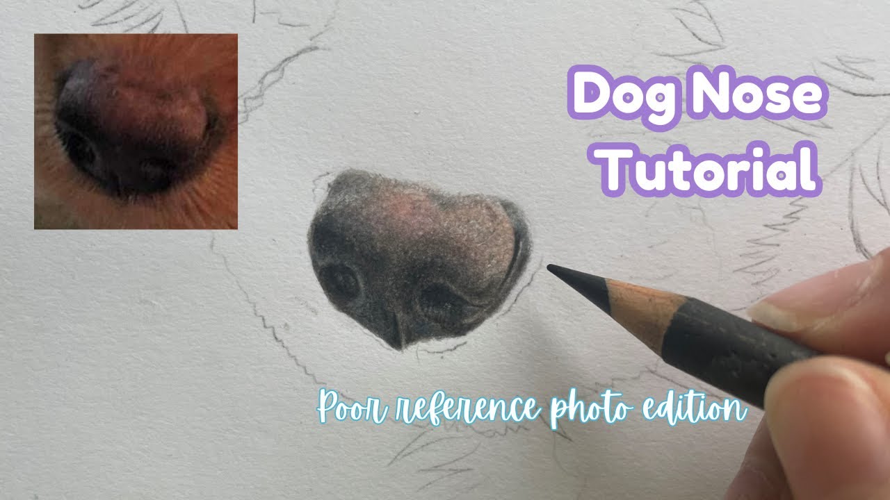 HOW TO Draw a Dog’s Nose in Coloured Pencil - Realistic | Tutorial ...