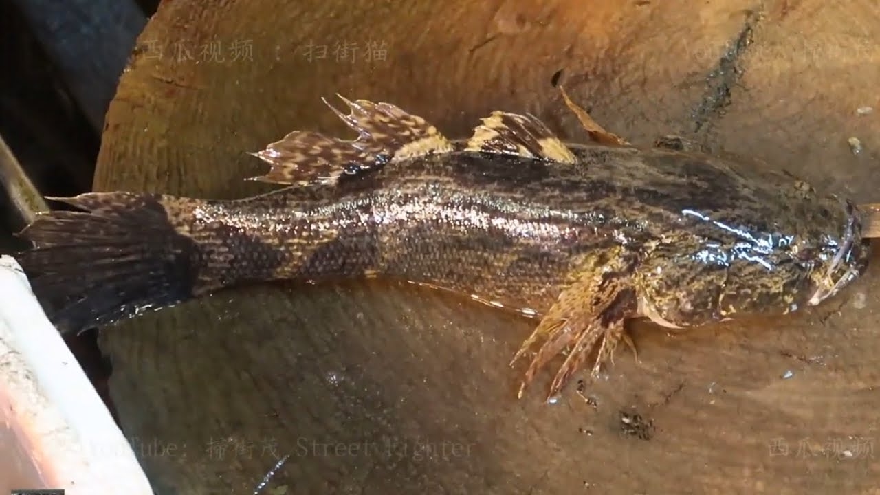Cutting Live Wild Caught Marble Goby 生劏 野生 筍殼魚 柬埔寨 Cambodia ត្រីដំរី ...