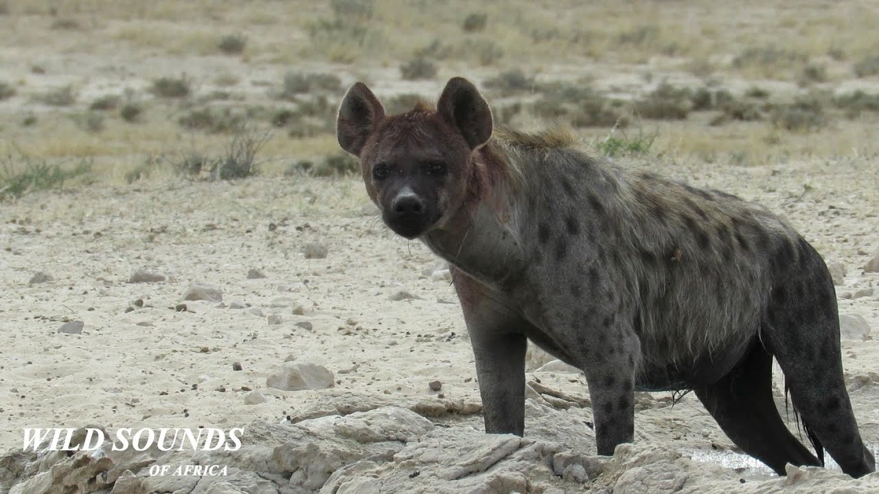 Sound of a Hyena – Hyena Call Sound – Africa Wild Animal Sound - YouTube