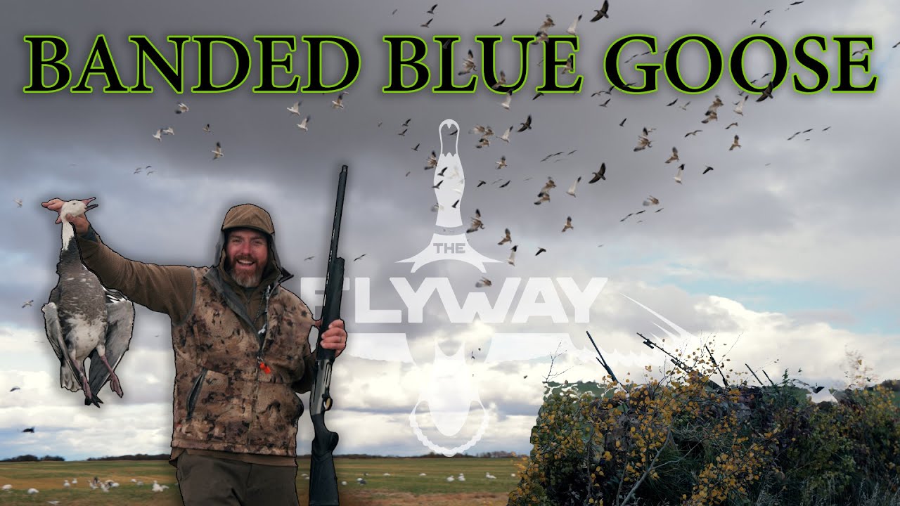 BANDED BLUE GOOSE | SNOW GOOSE HUNTING IN CANADA - YouTube