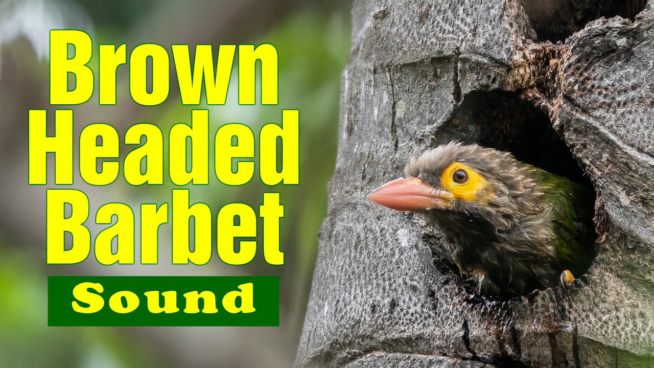 Brown-headed barbet sound and call - Kutroo…Kura Kura communication of ...