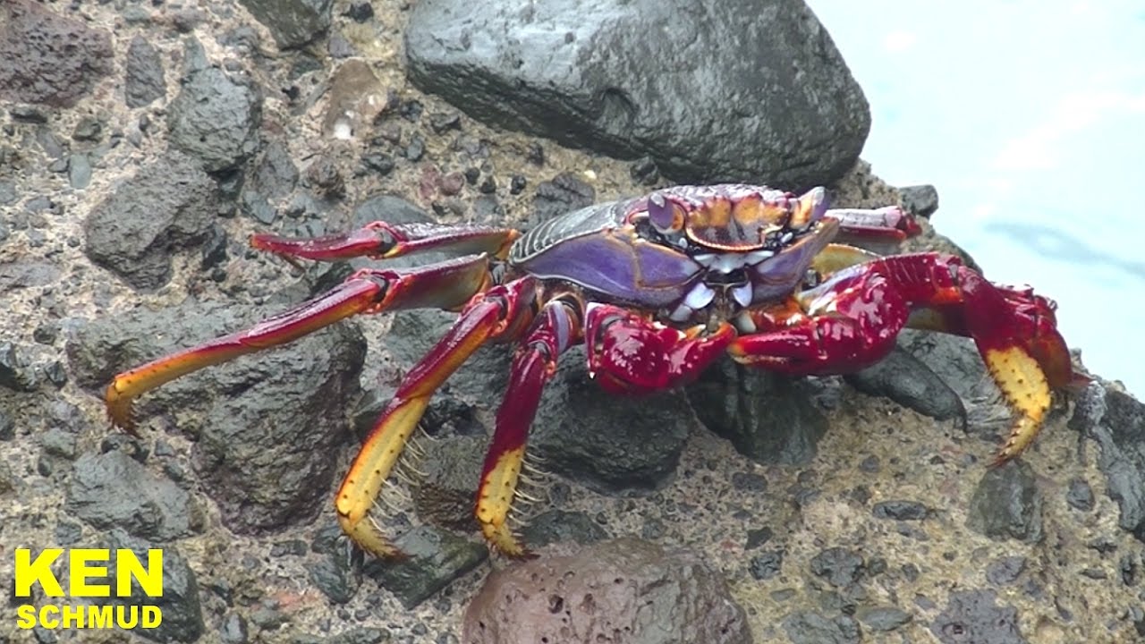 Krebse im Hafen von Vueltas | La Gomera 2017 | Valle Gran Rey - YouTube