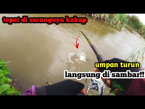 Umpan Turun Langsung Di Sambar!! mancing tepat di sarang kakap yang kelaparan - YouTube
