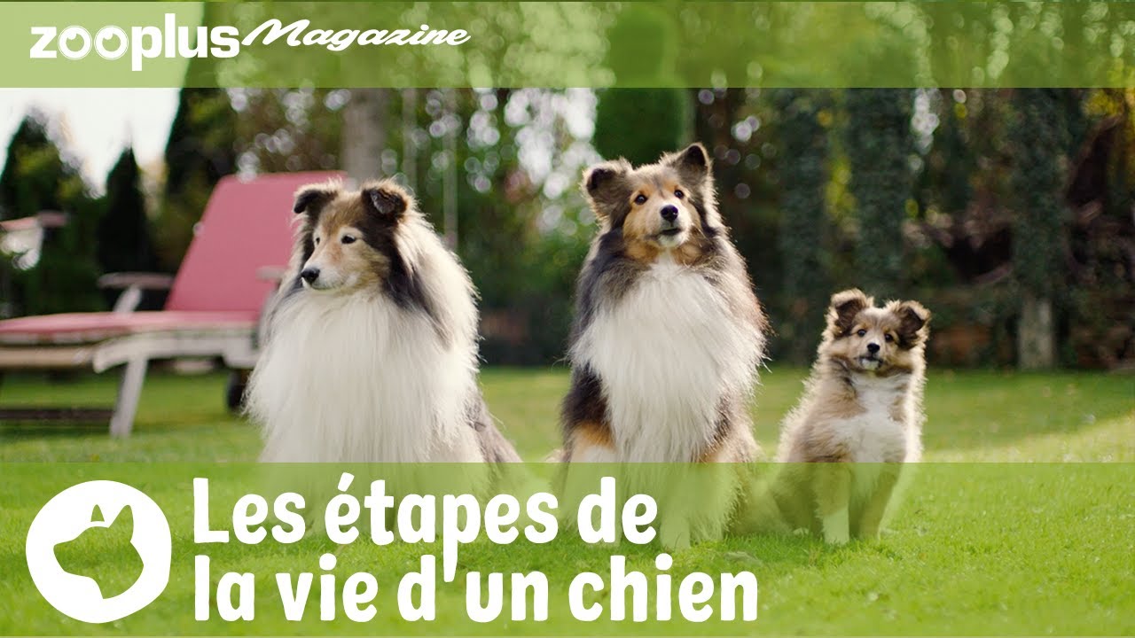 Du chiot au senior : les étapes de la vie d'un chien - YouTube