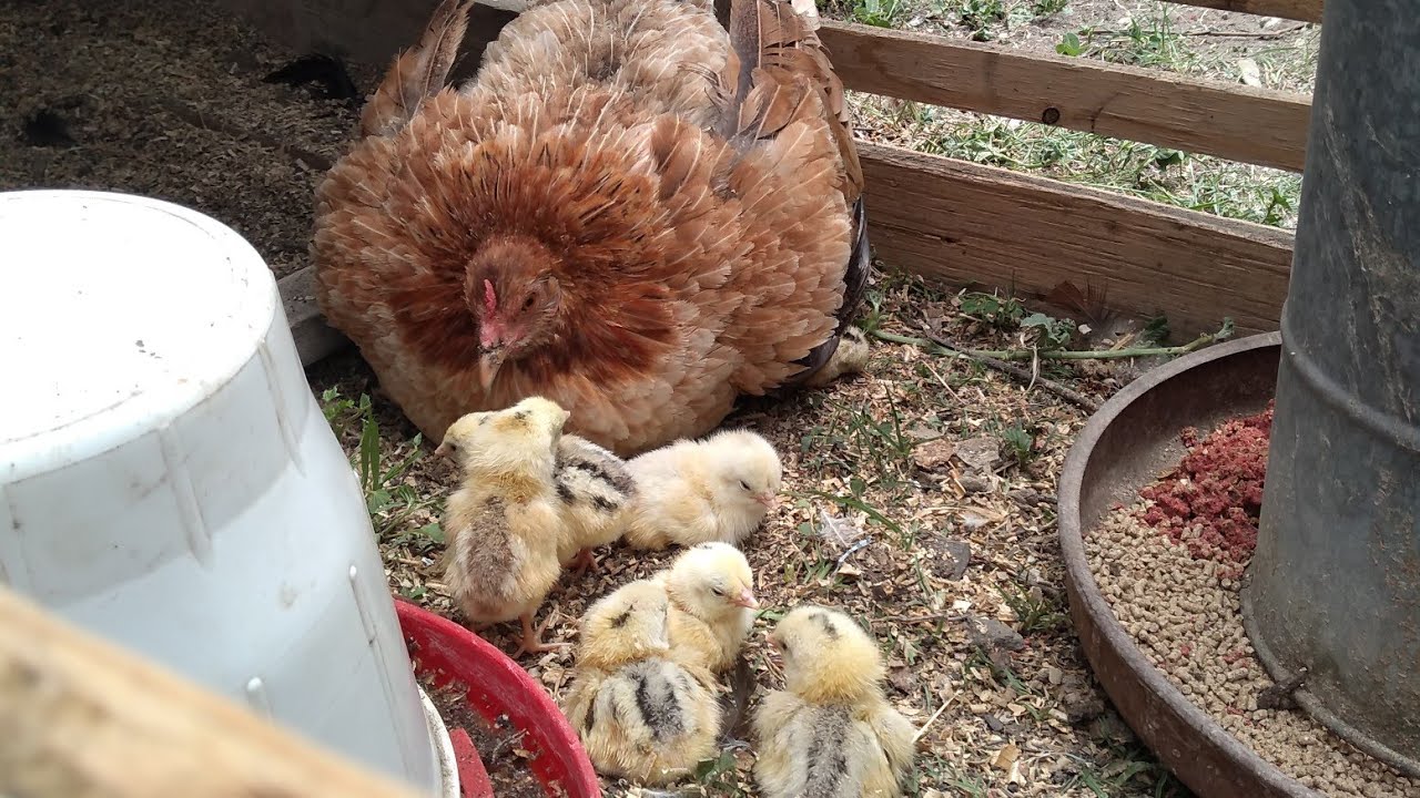 🔥NUEVOS POLLITOS EN EL CORRAL🔥 🐥🐣🐤 - YouTube