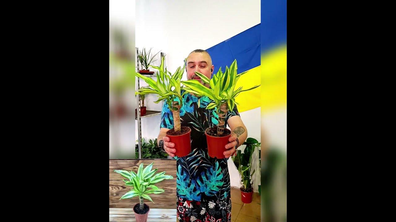 Драцена Еллоу Кост, цена 230 гривен! Бронь в вайбер 0996782355 #драцена ...