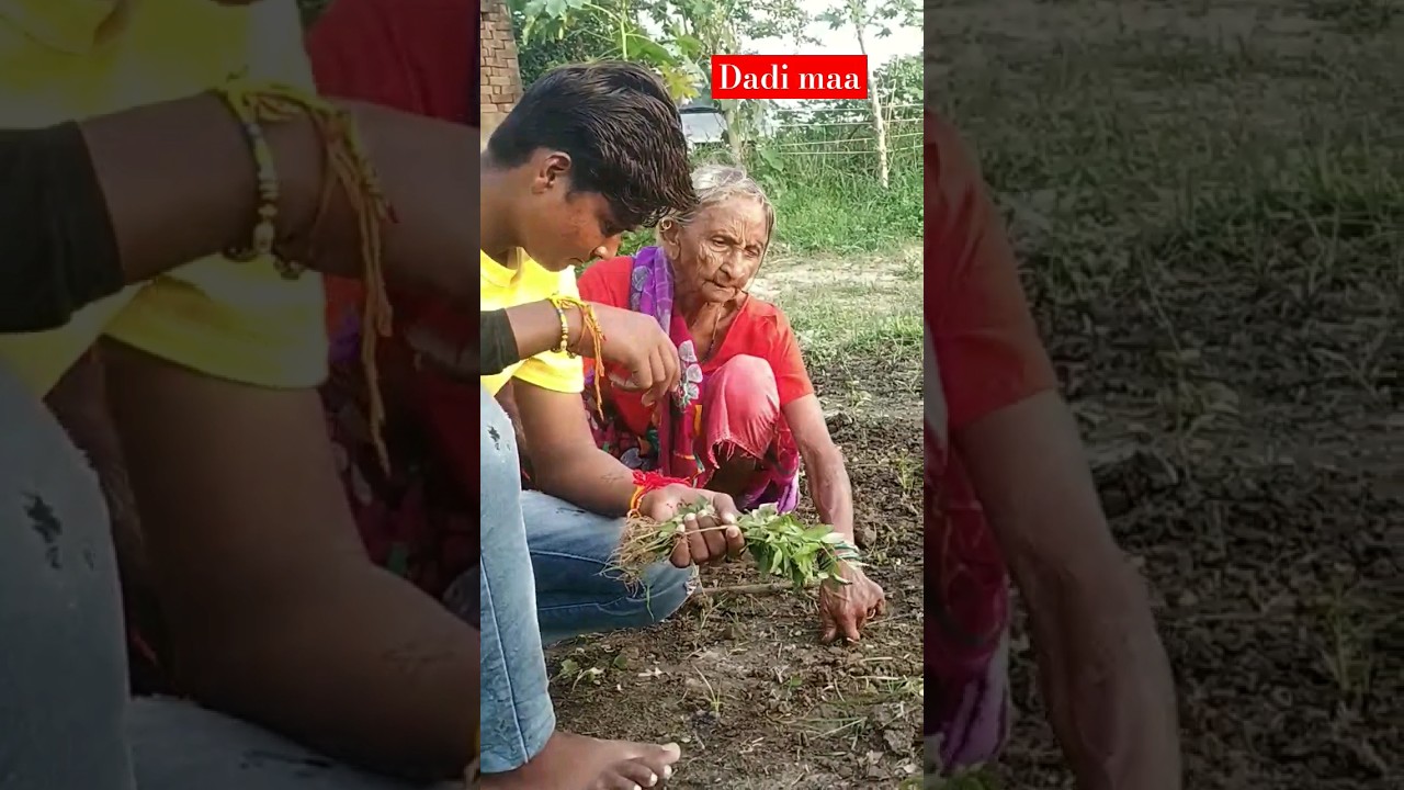 dadi ke sath phed phodhe #youtubeshorts #explorepage #like #farming # ...