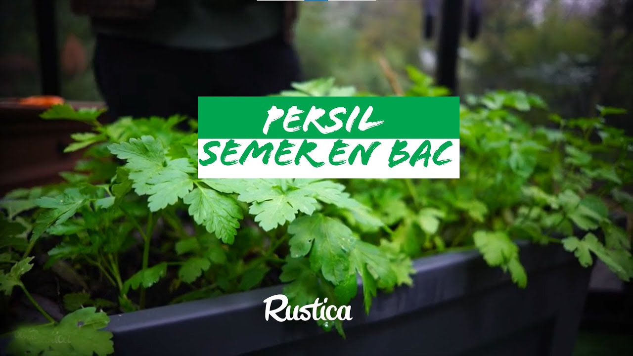 La culture du persil en pot - YouTube