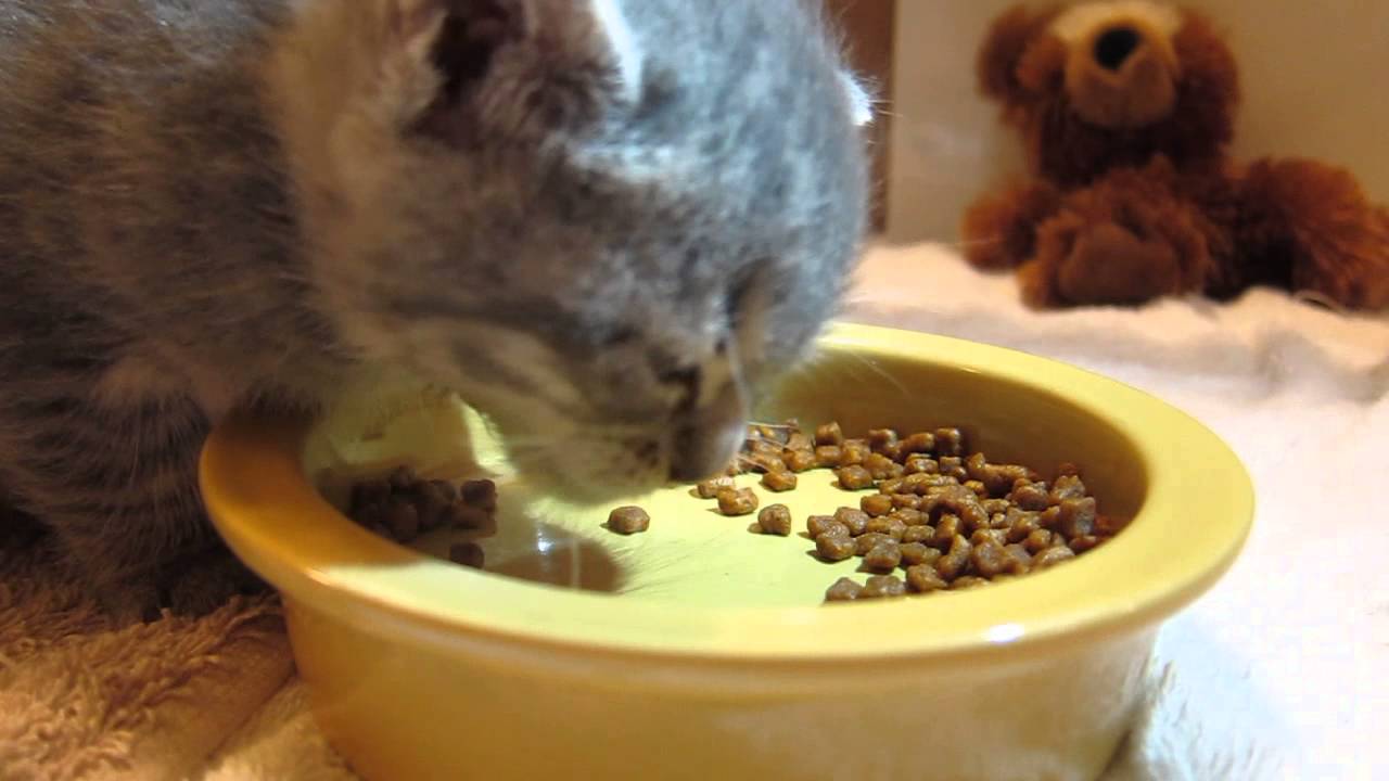 Kitten Kibble Vs Cat Kibble at Jamie Heyne blog