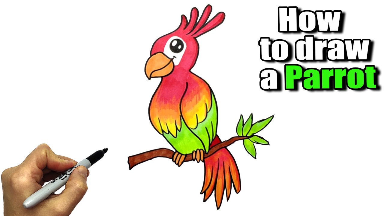 Easy way to draw a Parrot | How to draw a Parrot step by step | Draw so ...