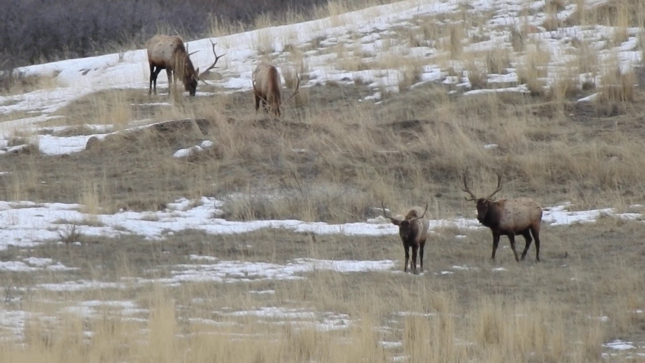 Utah Bull Elk 2020 - YouTube