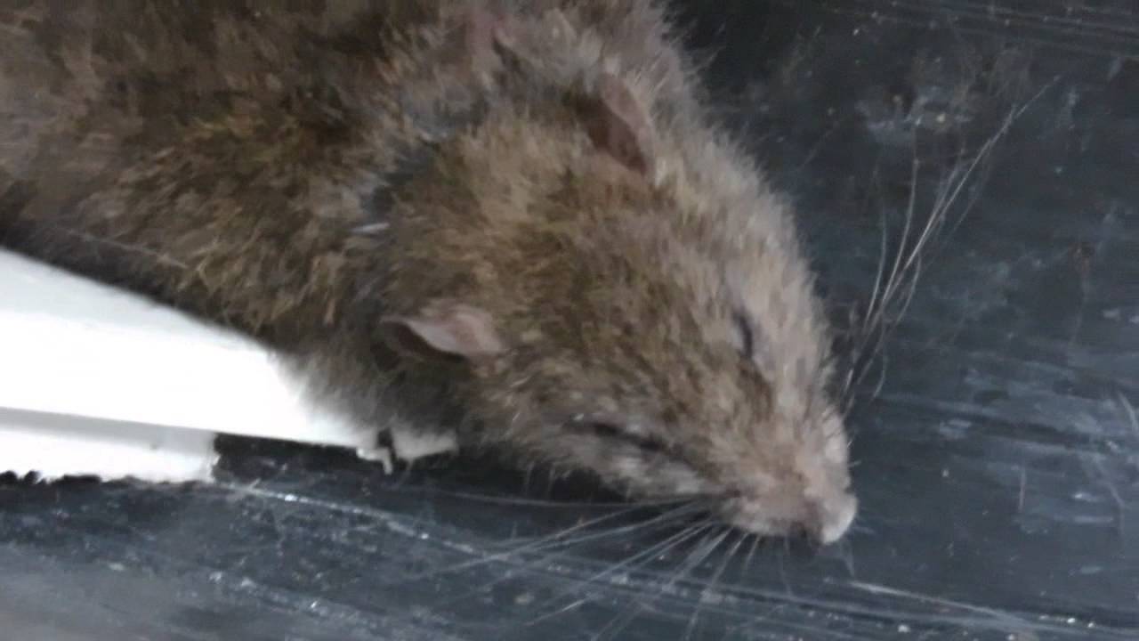 One of my cats has killed a rat - YouTube